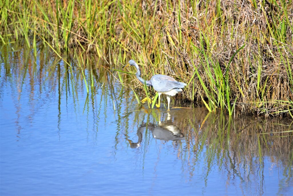 What Birds Are Native to Florida? - Florida Splendors