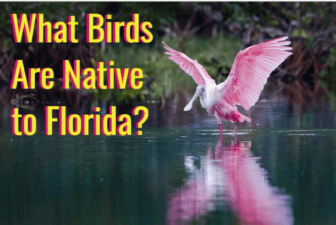 What Birds Are Native to Florida? - Florida Splendors