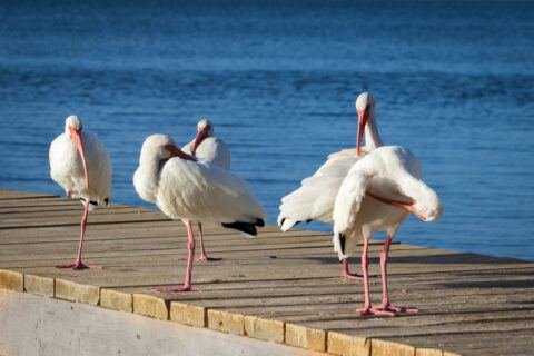 Top Tips for Bird Watching in Florida - Florida Splendors