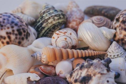 Collecting Seashells, Good Idea or Not? - Florida Splendors
