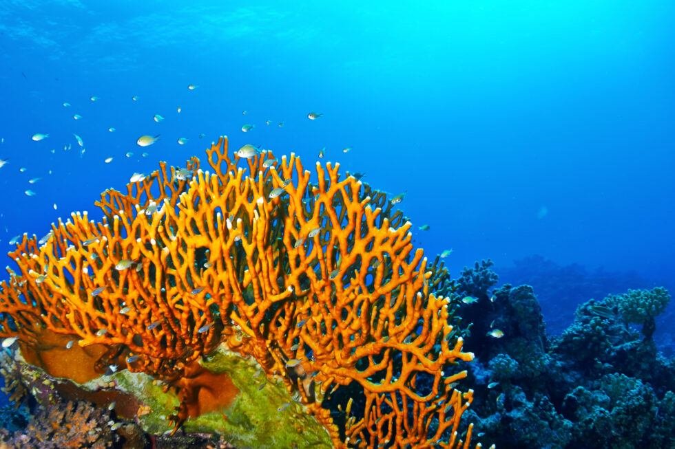 Best Snorkeling in Florida Keys - Florida Splendors
