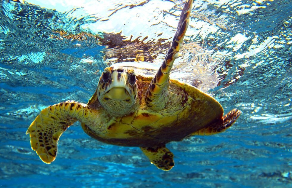 Snorkeling In Florida Keys: Worth It - Florida Splendors