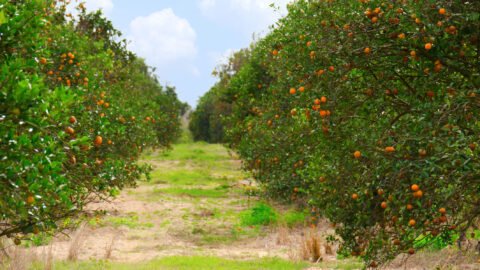 Florida Fun Facts – Interesting Trivia - Florida Splendors