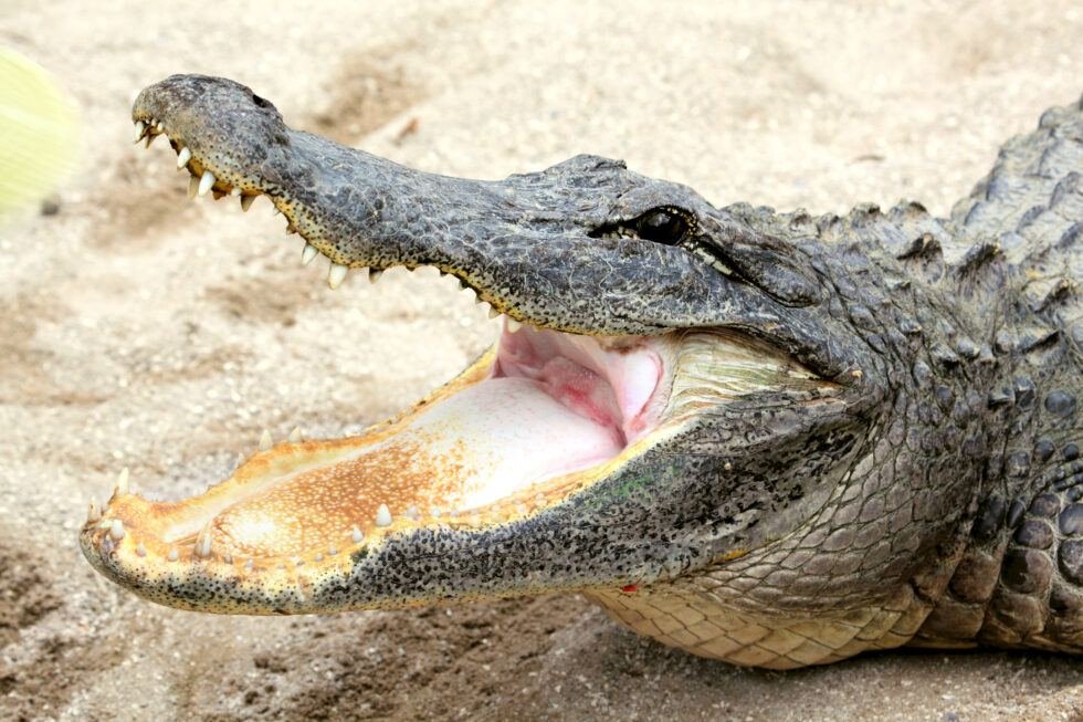 Native Animals of Florida - Florida Splendors