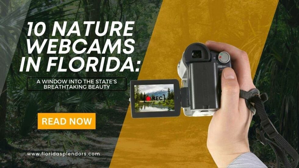Live Nature Webcams in Florida: Explore the Wildlife