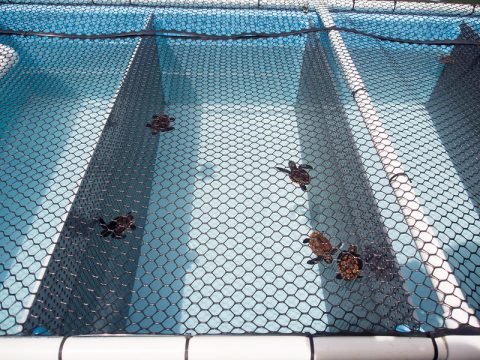 Turtle Hospital Marathon Florida - Florida Splendors