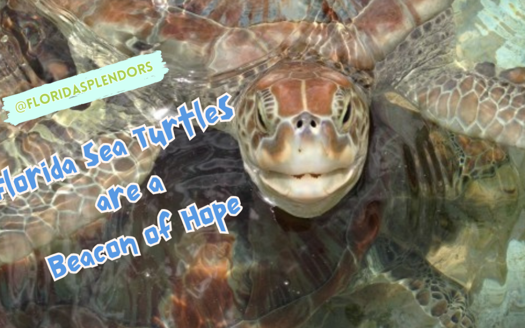 Florida Sea Turtles are a Beacon of Hope - Florida Splendors