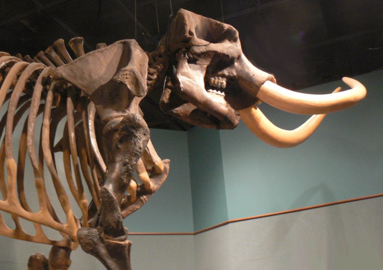 The Florida Museum of Natural History - Florida Splendors