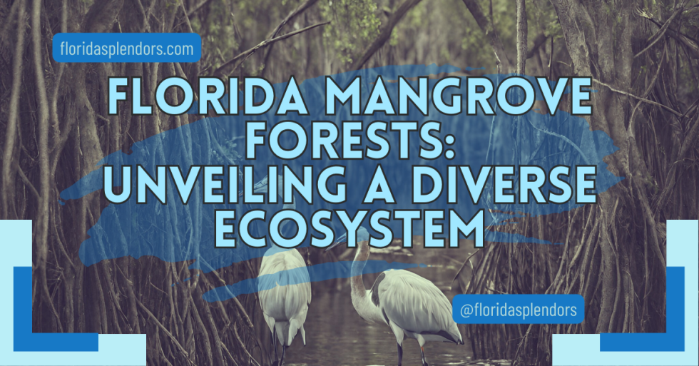 Florida Mangrove Forests: Unveiling a Diverse Ecosystem - Florida Splendors