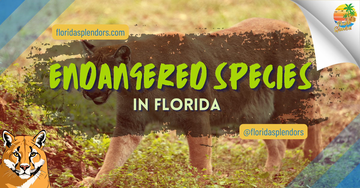 Endangered Species in Florida: Threatened Wildlife - Florida Splendors