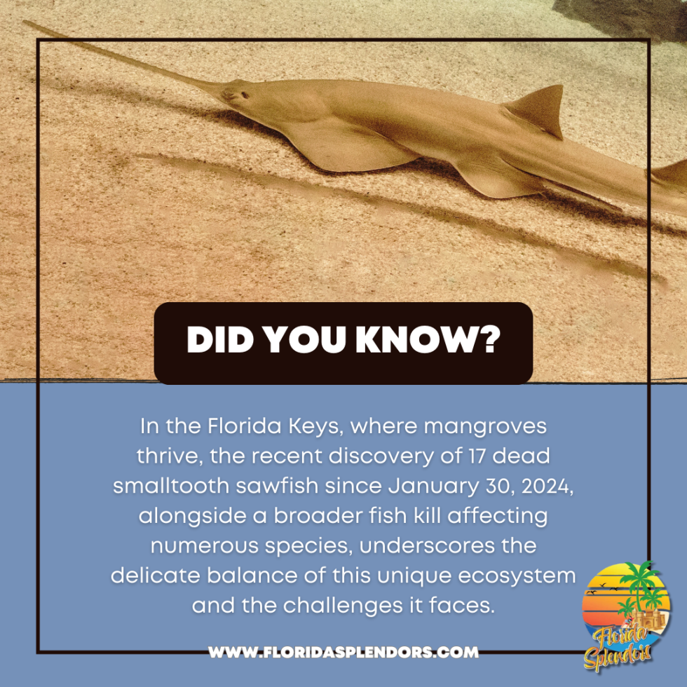 Mangrove Florida Keys: Exploring a Vital Ecosystem - Florida Splendors